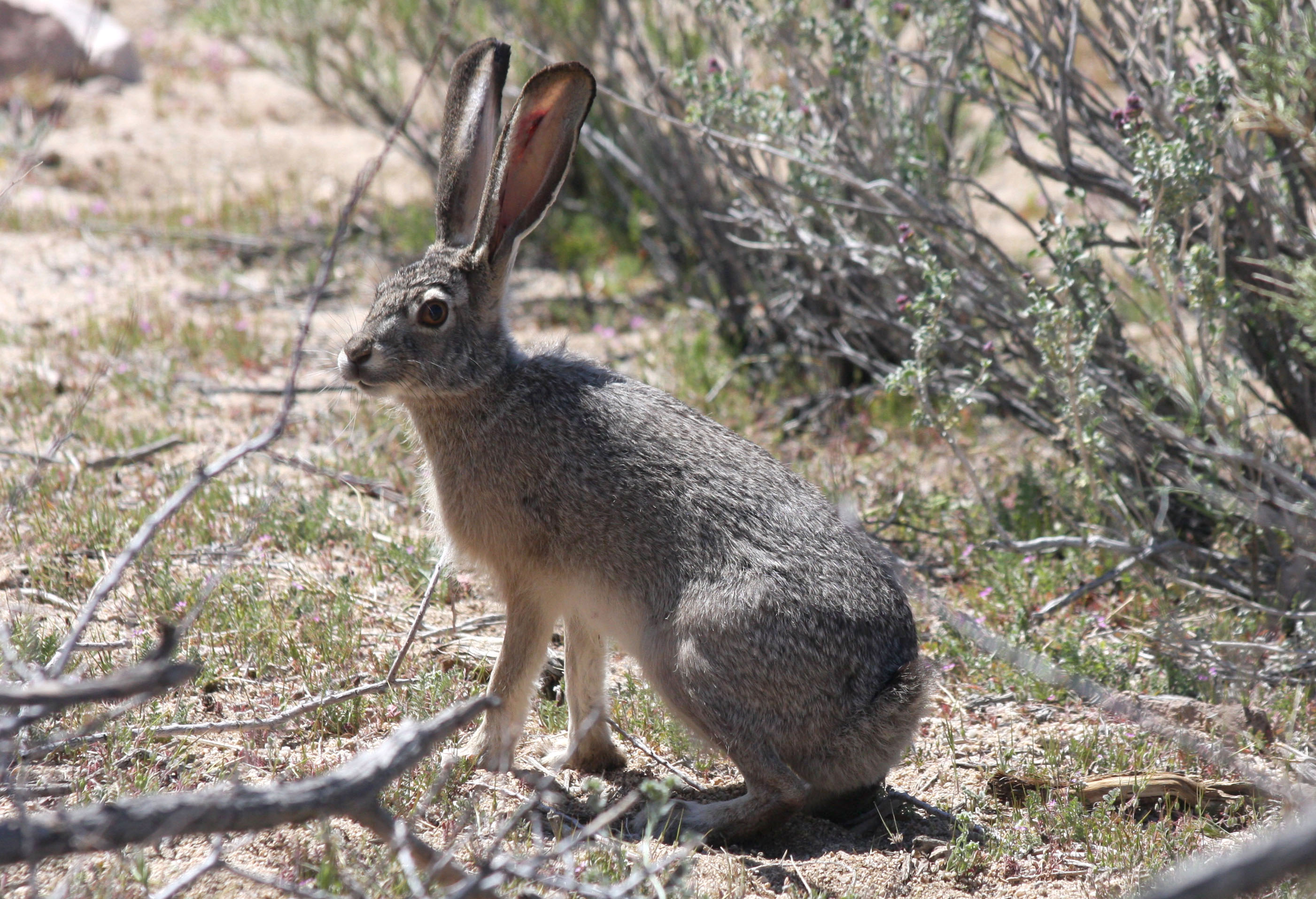 Black-tailed Jackrabbit, Lepus californicus